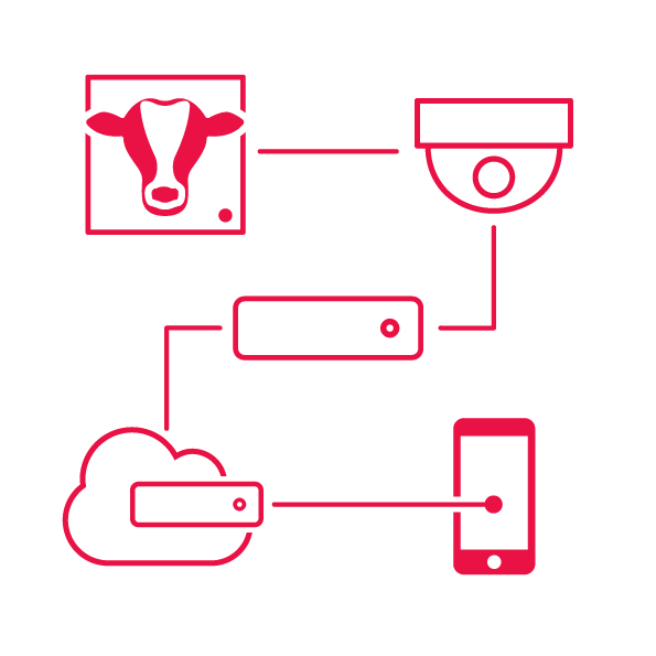 養牛大數據！老牌公司嘉吉與AI新創合作，開發牛臉辨識技術